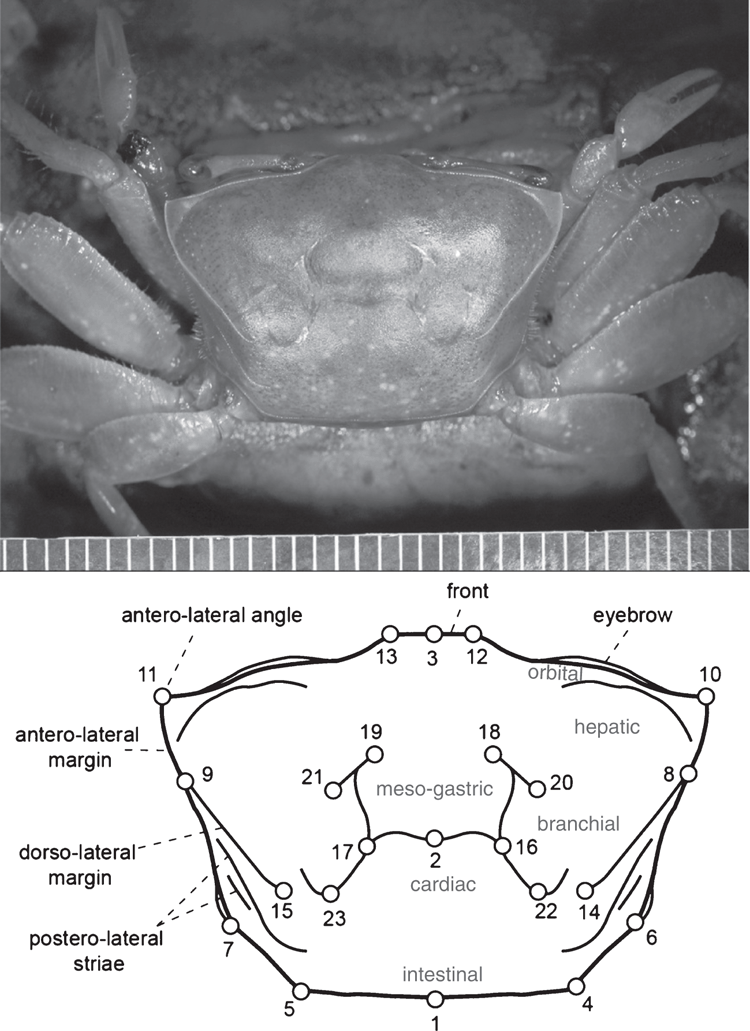 Fiddler Crab Anatomy Naked (something Very Rarely Seen) — Steemit Fiddler Crab Anatomy Naked (something Very Rarely Seen) — Steemit